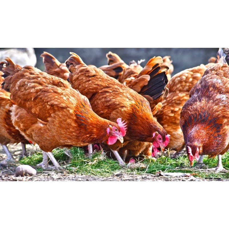 Aliments Volaille Bio - Sans OGM - Naturel