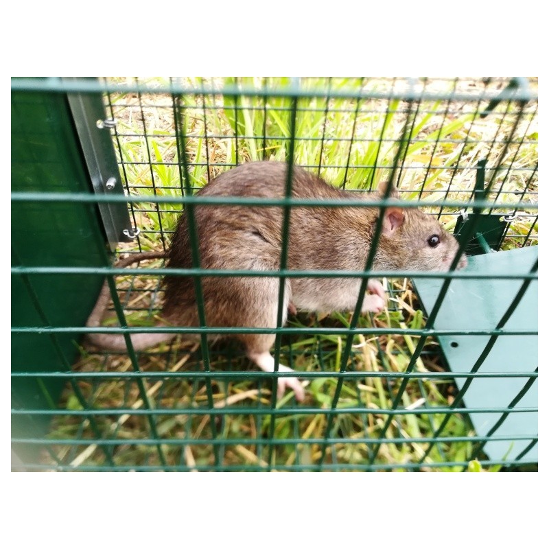 Piège à Rats de galerie polyvalent, fini d'avoir des rats chez vous!
