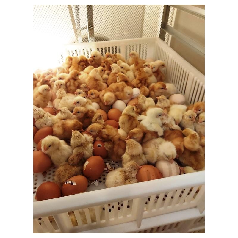 Egg incubator Kenya - MG1200 Maxi Pro Incubator - Belle caille de blé ...